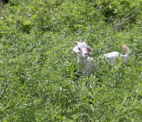 Hard work pays off for the ComEd goats : Powering Lives Network